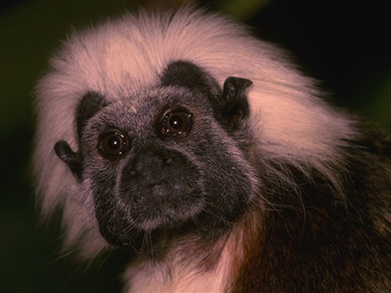 El largo viaje de los primates americanos - Reflexiones de un primate