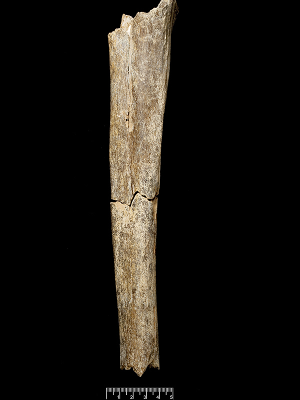 Boxgrove, el yacimiento olvidado - Reflexiones de un primate